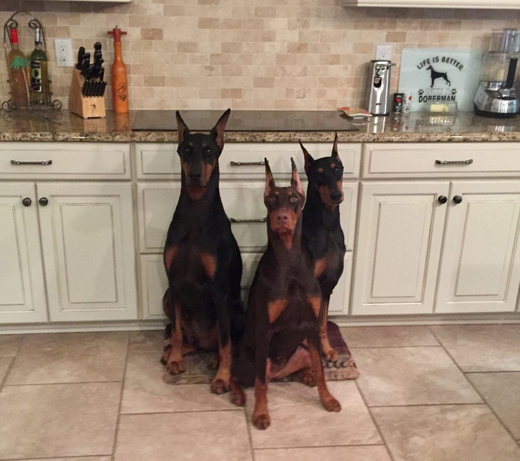 About Epic Dobermans – Epic Dobermans