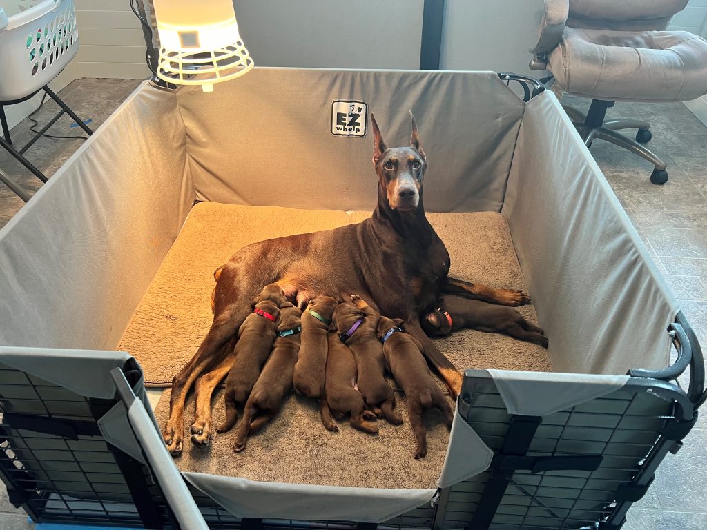 Expected Litters – Epic Dobermans